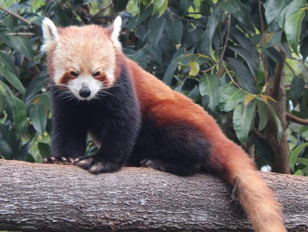 Why Wildlife HQ Zoo should be on your 'Must Visit' list