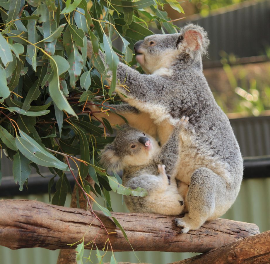 Why Wildlife HQ Zoo should be on your 'Must Visit' list